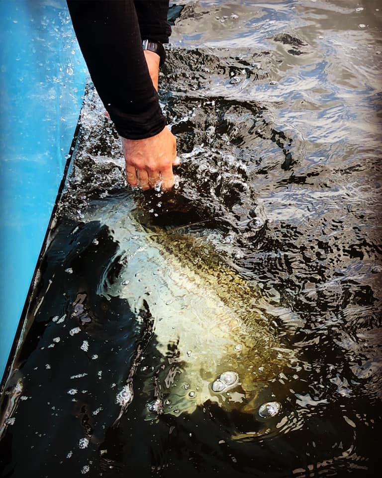 New Research Sheds Light on Striped Bass Migration Patterns - American ...