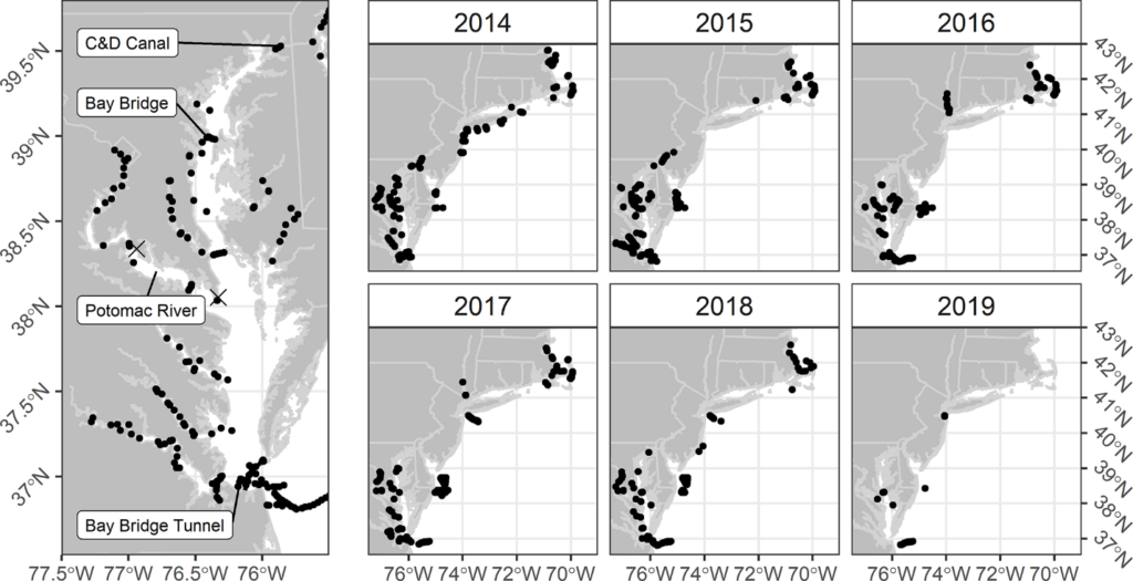 New Research Sheds Light on Striped Bass Migration Patterns - American ...