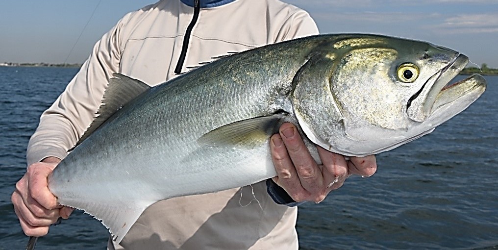 A GUIDE’S GUIDE TO 2021 - American Saltwater Guides Association