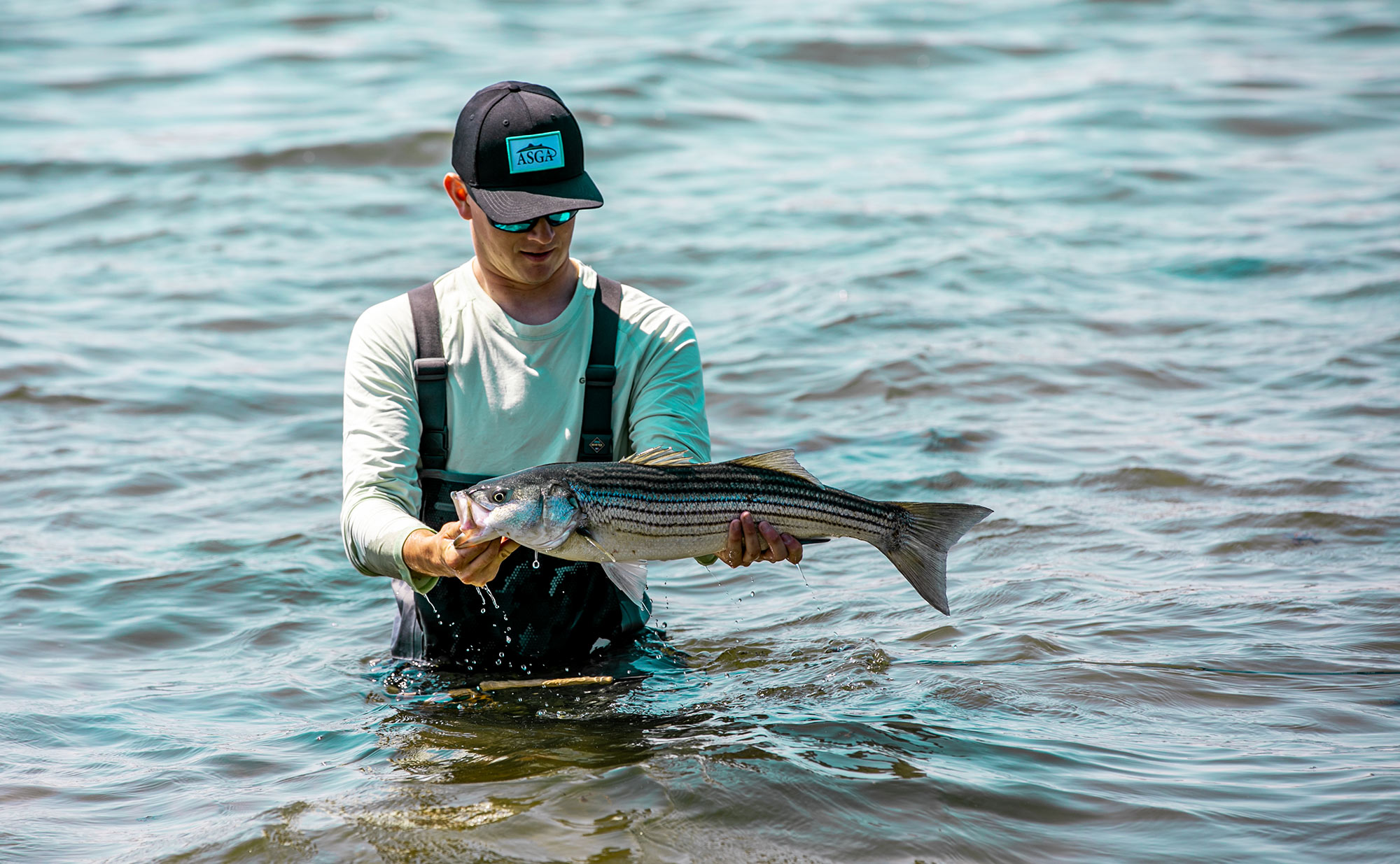 Striped Bass Commercial Quota Transfers - American Saltwater Guides ...