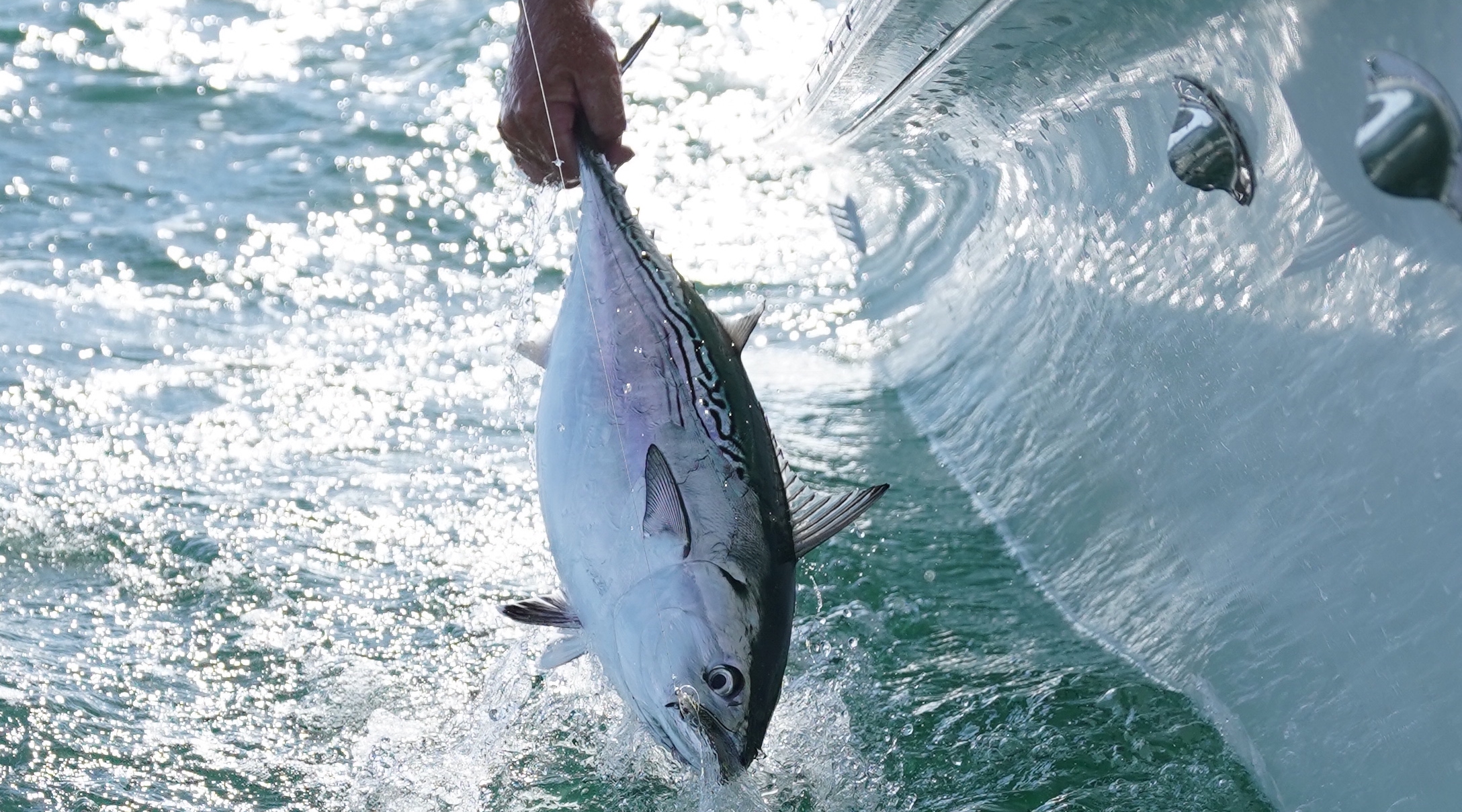 False Albacore Genetics Research - American Saltwater Guides Association