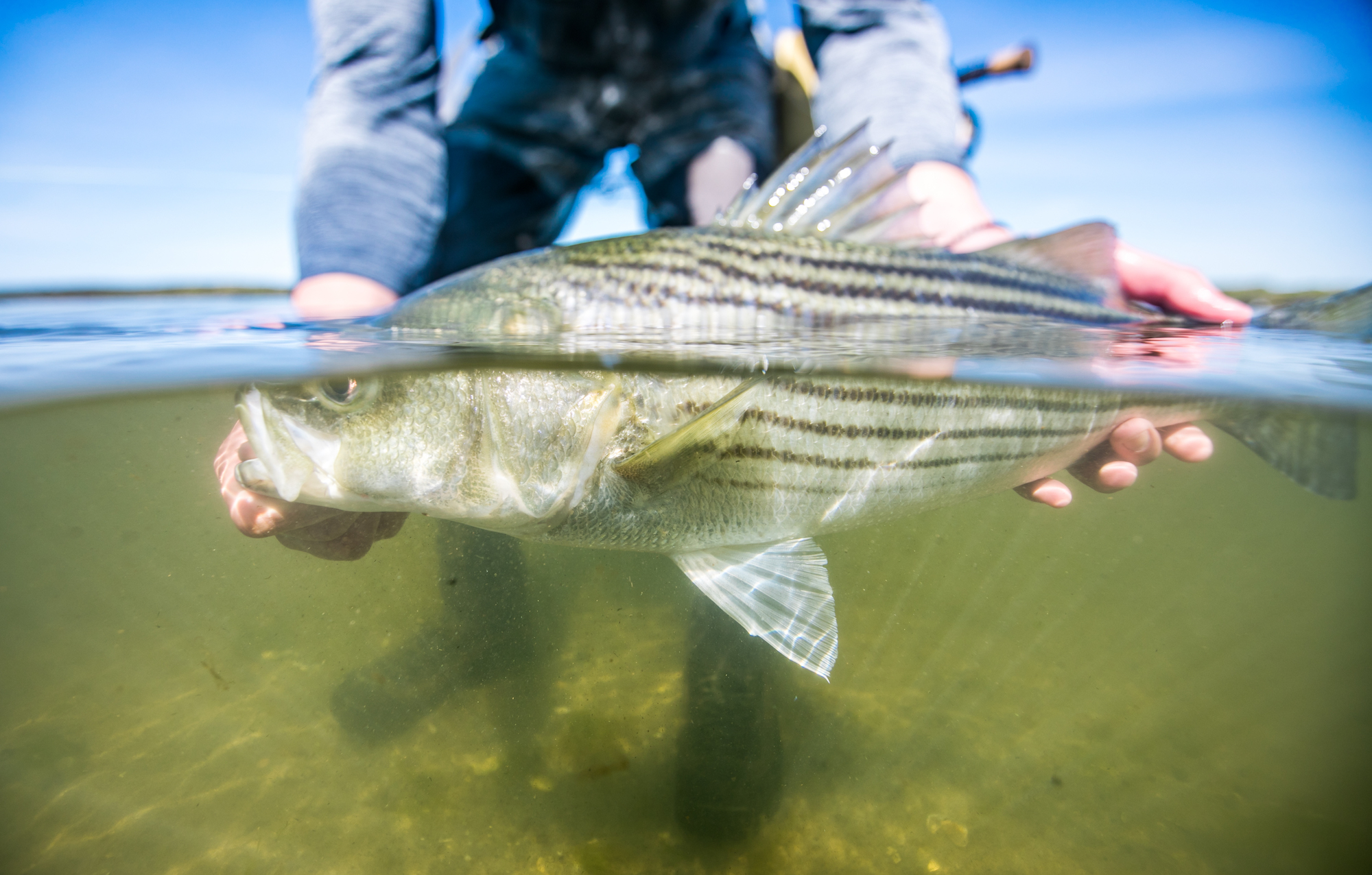 Stripers, Reds, Albies, Menhaden & More. - American Saltwater Guides ...