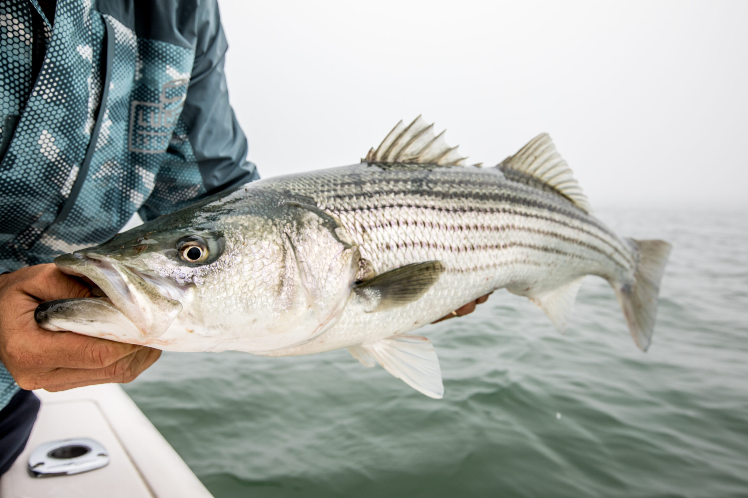 Striped Bass BS Bingo - Play Along! - American Saltwater Guides Association