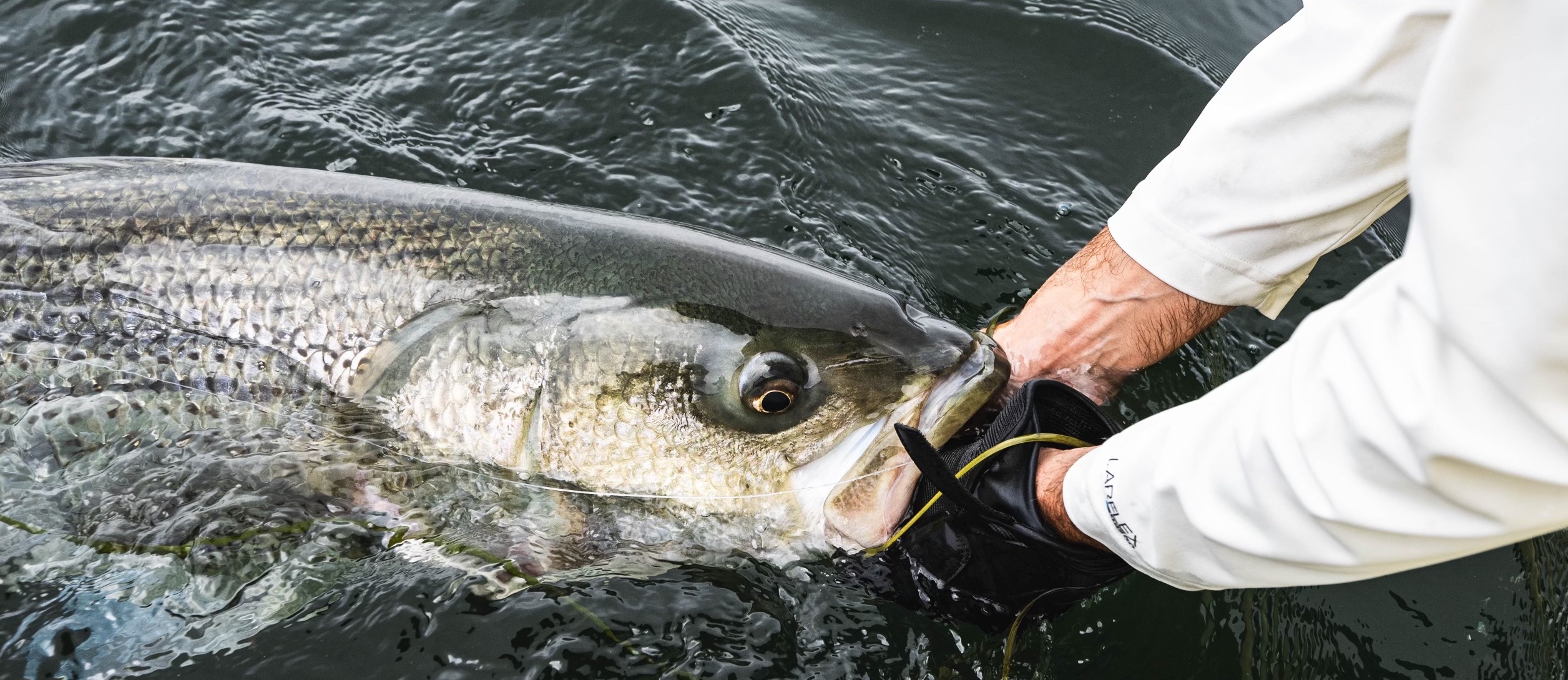 NOAA Update With Major Fisheries Implications - American Saltwater ...