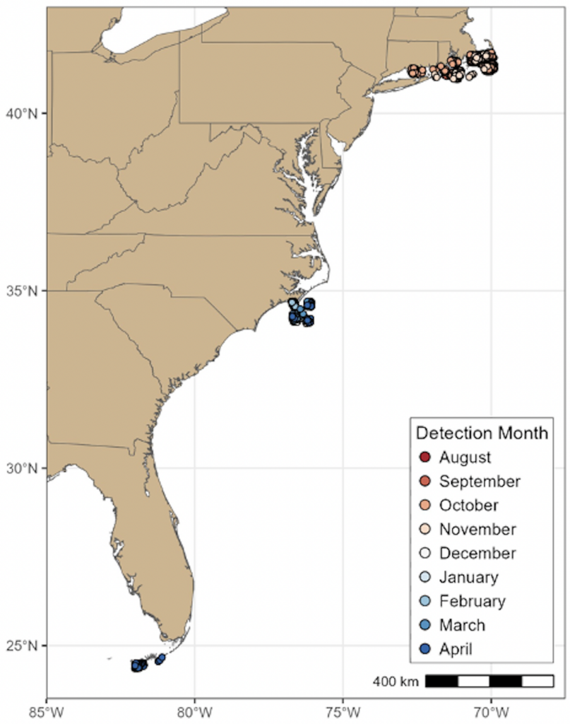 Coastal Journey of False Albacore - Research Update - American ...
