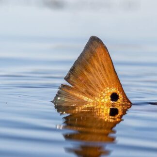 Louisiana Redfish - American Saltwater Guides Association