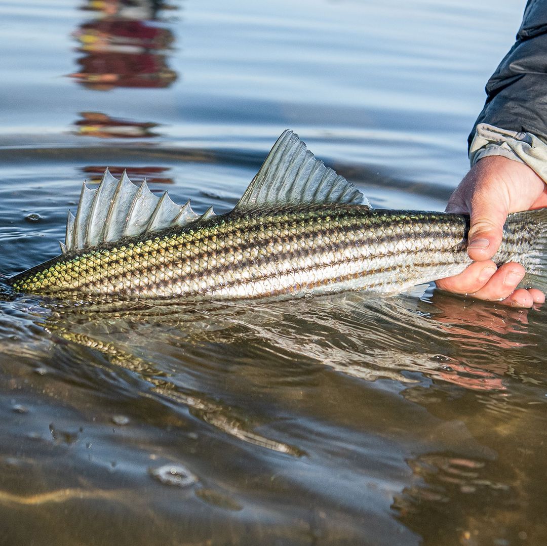 Another Striped Bass Spawn Failure - American Saltwater Guides Association