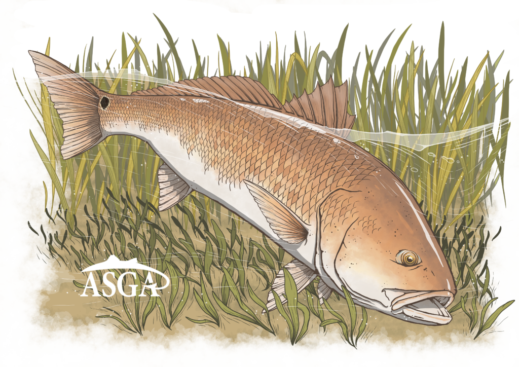 Bull Redfish - Single Decal - American Saltwater Guides Association