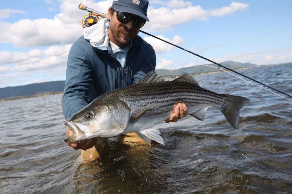The Canadian Striped Bass Rebound - American Saltwater Guides Association