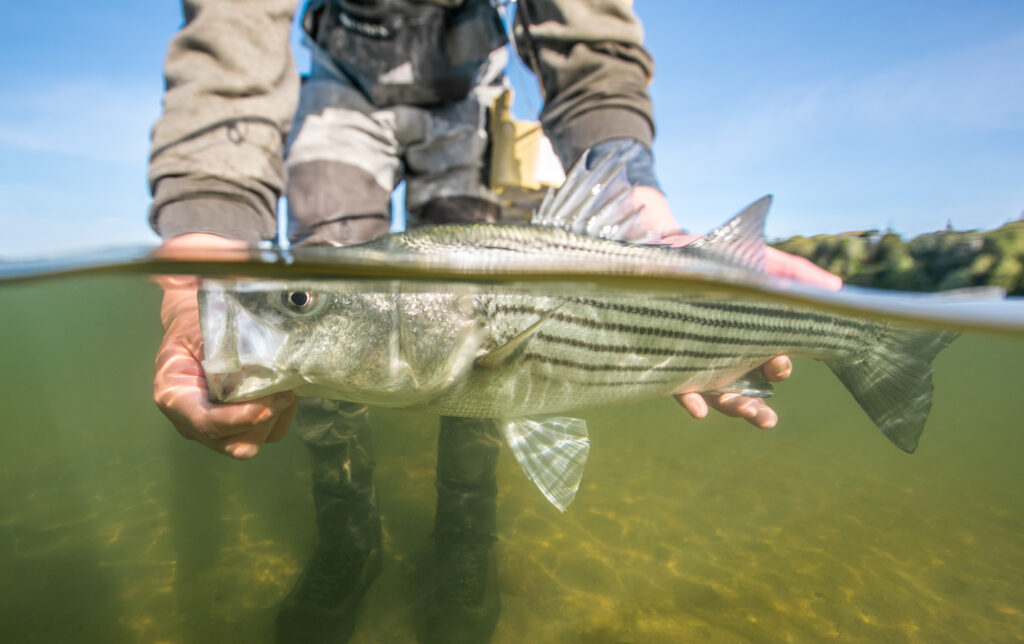 Net Pen Aquaculture: A Striped Bass Nightmare - American Saltwater ...