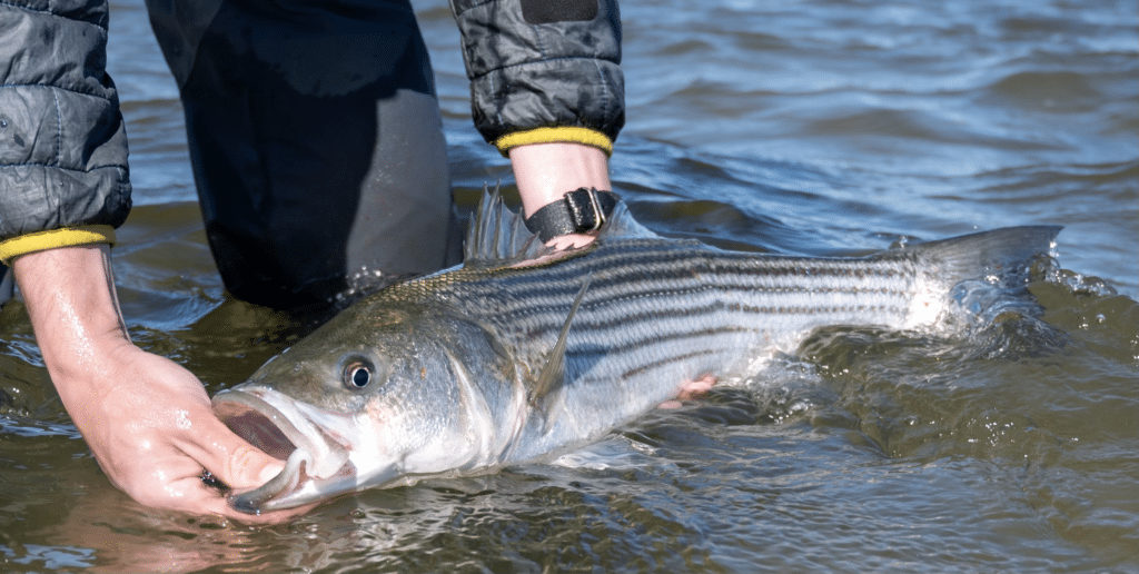 Talkin’ Striped Bass Spawn Dynamics - American Saltwater Guides Association