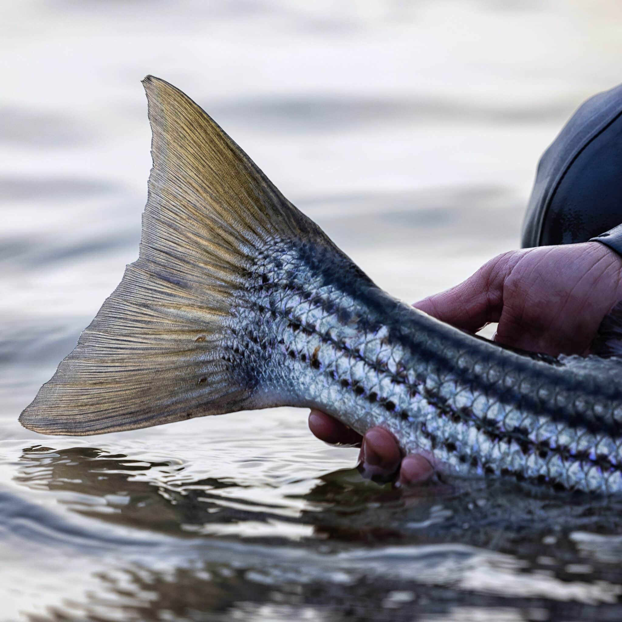 Gear Choices - American Saltwater Guides Association