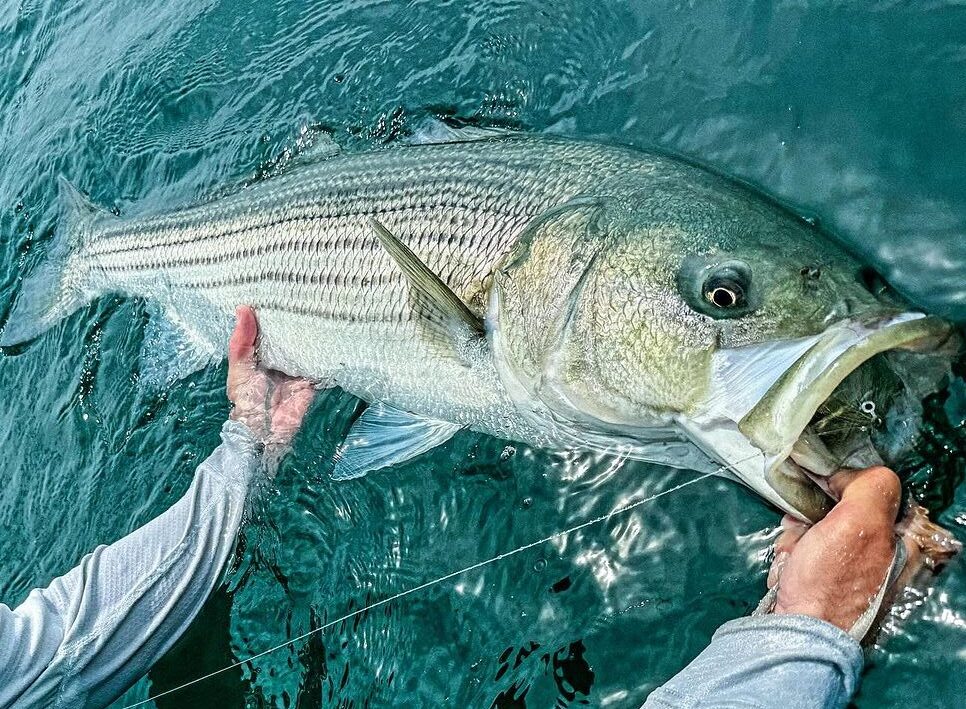 A Sobering Reality: Six Consecutive Years of Poor Spawning for Striped ...