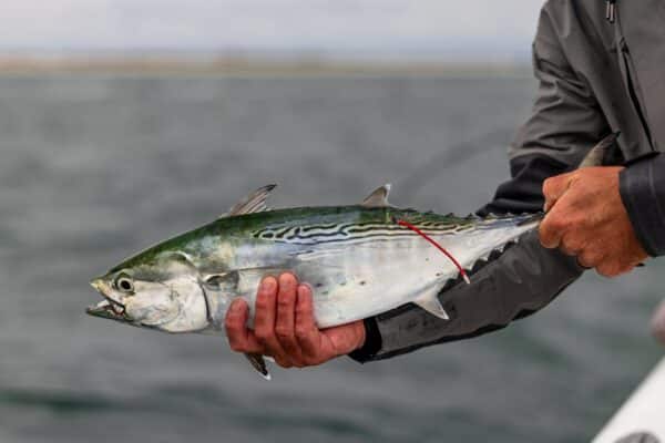 The Science of Fish Tagging: A Guide to Tracking Fish Movements ...