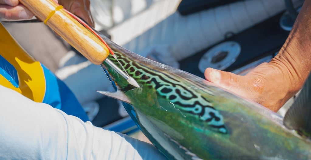 The Science of Fish Tagging: A Guide to Tracking Fish Movements ...