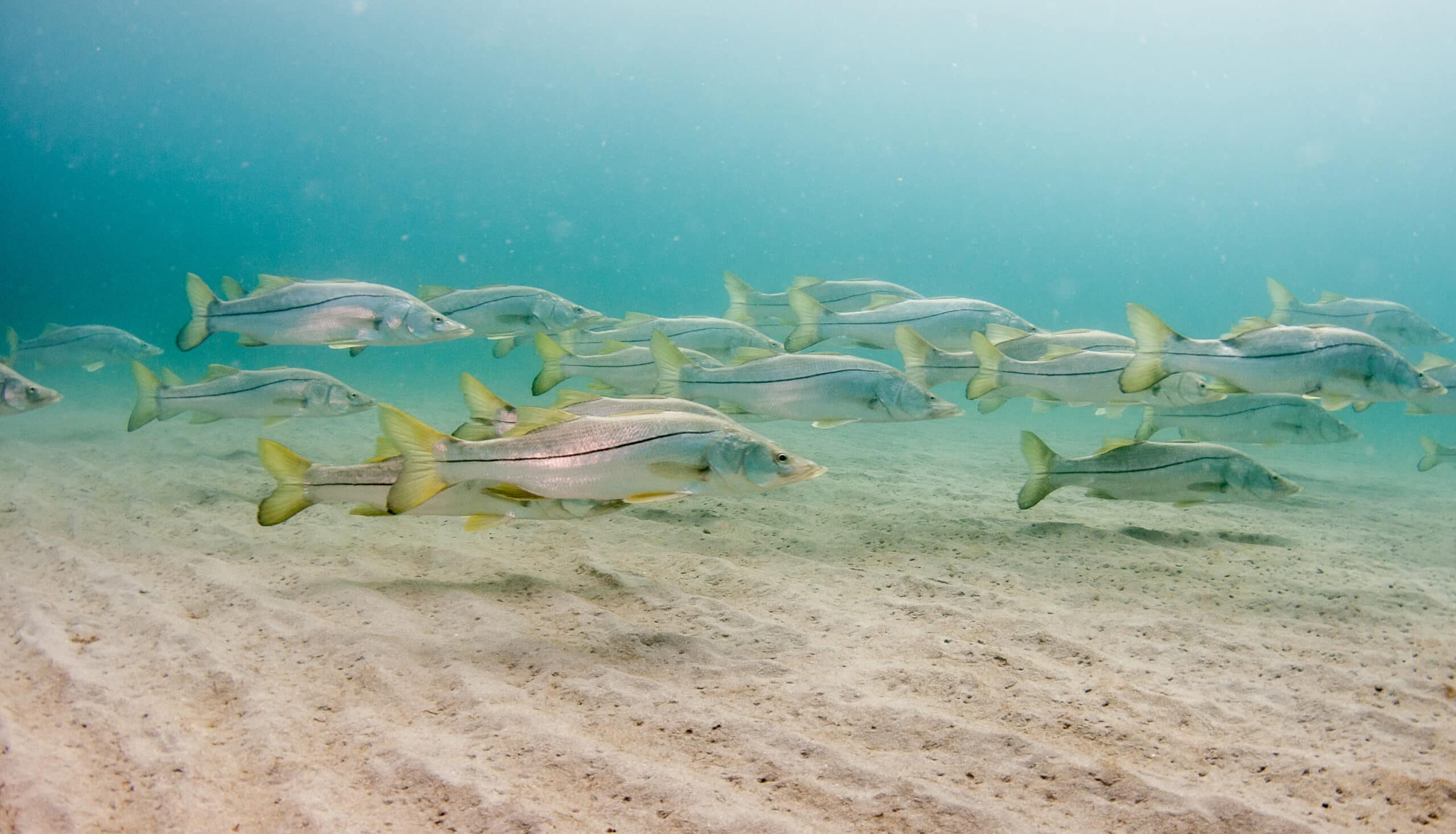 How Do We Count Fish? Understanding Fisheries Stock Assessments ...