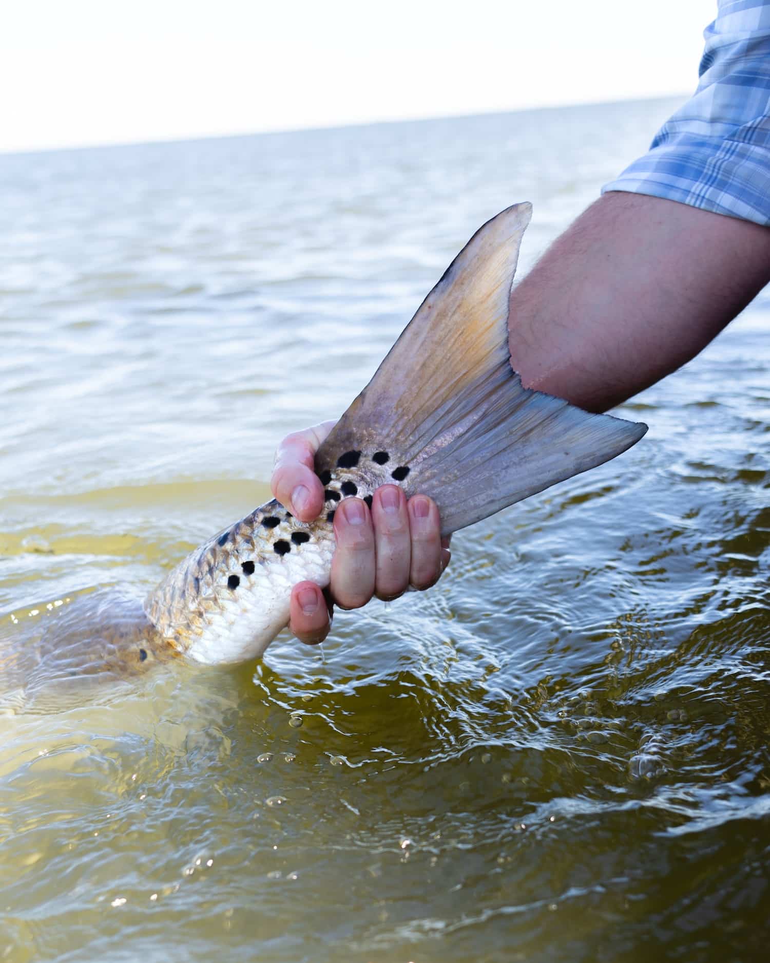 Bowfishing Banned in Biloxi Marsh - American Saltwater Guides Association