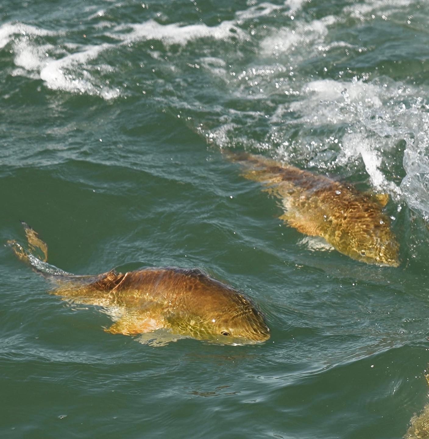 New Alabama Redfish Regs: Conservation Momentum Grows - American ...
