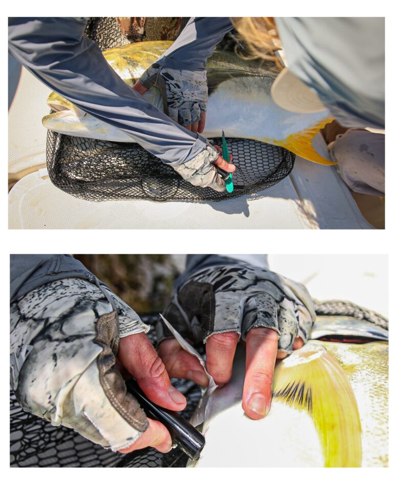 Jack Project: Successful Tagging Missions in Gulf - American Saltwater ...
