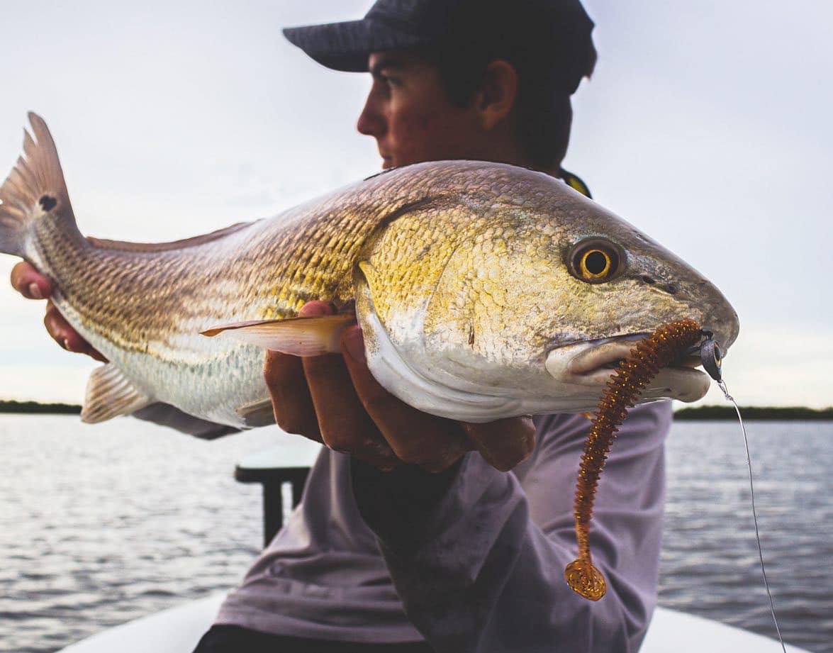 Guide to Draft Addendum II for Atlantic Red Drum Management - American Saltwater Guides Association