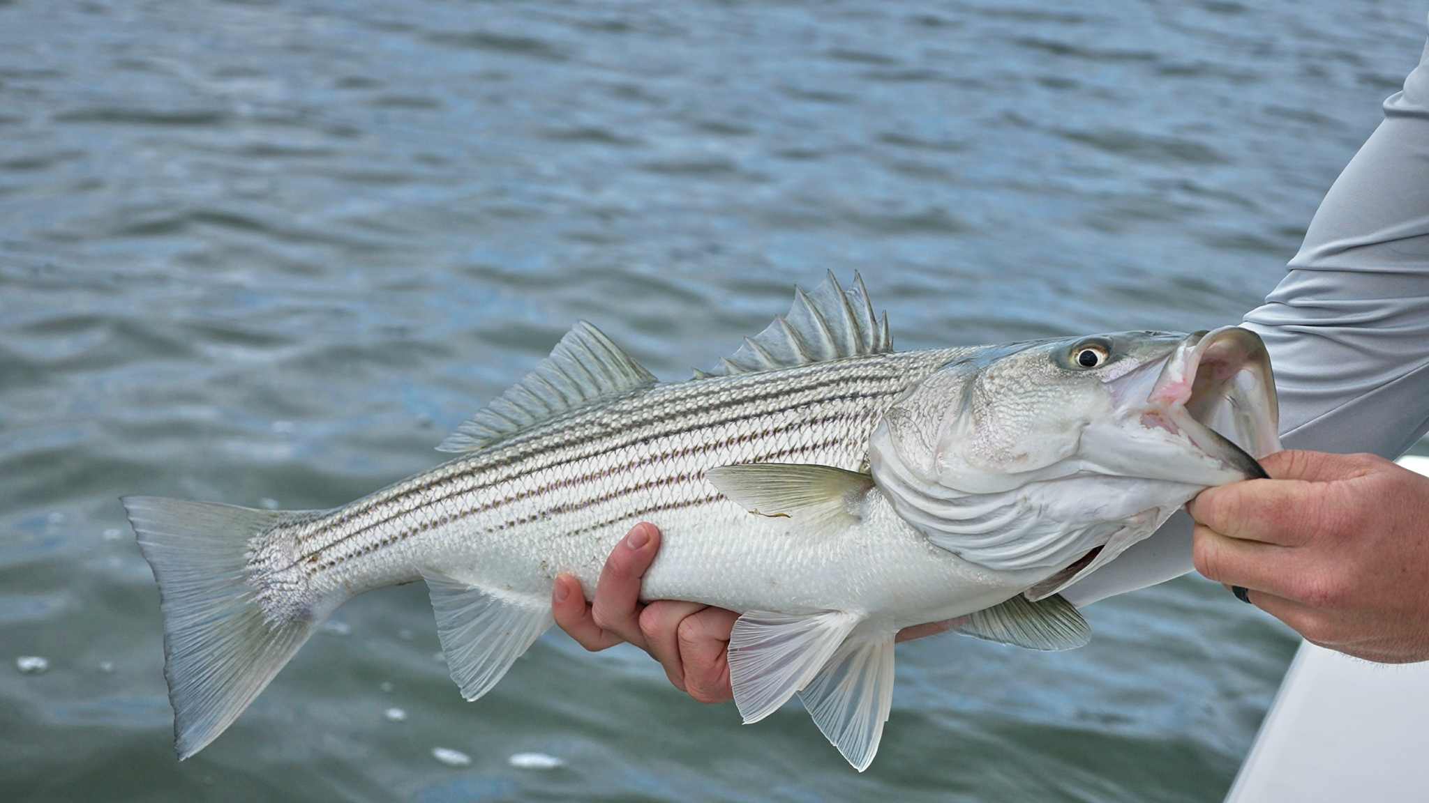 Guide to ASMFC's Draft Addendum III for Atlantic Striped Bass ...