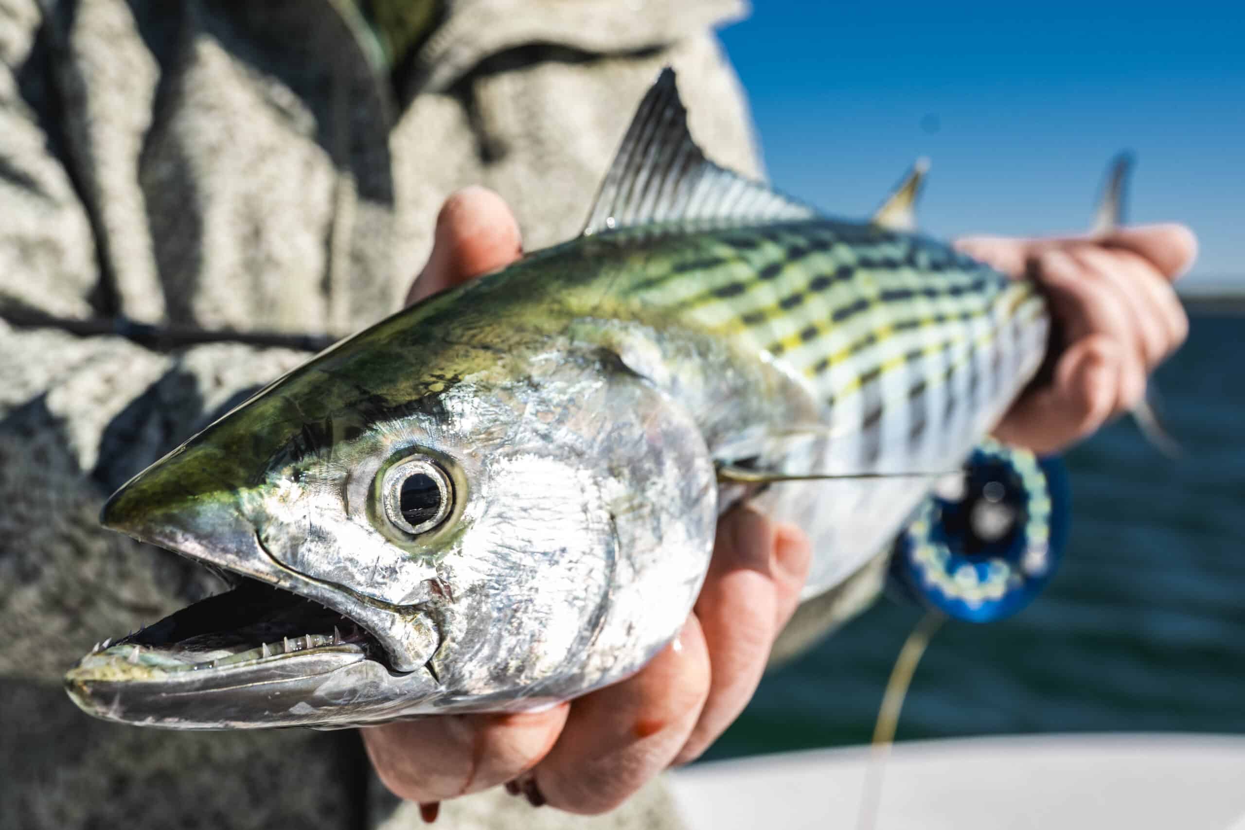 Atlantic Bonito & False Albacore Take Center Stage - American Saltwater ...